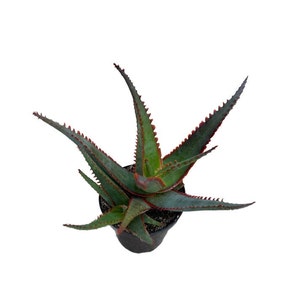 Star Aloe Swordfish | 4 Inch | Live Aloe Plant | Succulent | Cactus ...