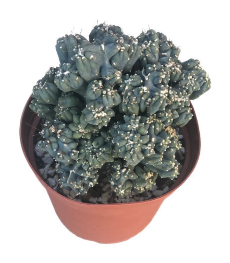 Ming Thing Cactus 6 inch Cereus Forbesii Monstrose | Etsy