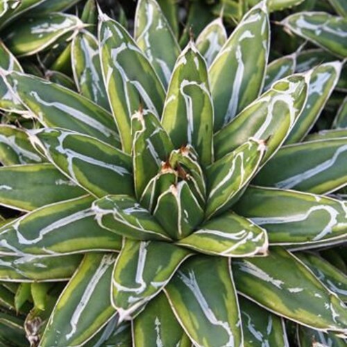 Porcupine Agave 4 Inch Live Succulent Plant Cactus - Etsy