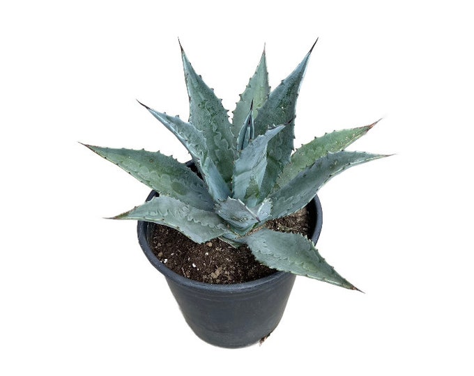 Blue American Agave | Agave Americana Century Plant | 3 Gallon ...