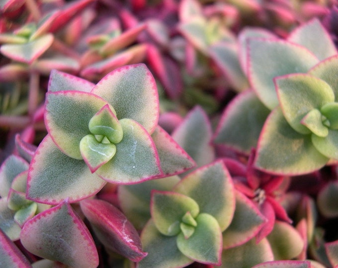 Variegated Calico Kitten | 2 Inch | Crassula Pellucida Marginalis ...