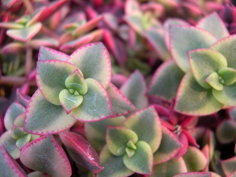 Variegated Calico Kitten | 2 Inch | Crassula Pellucida Marginalis ...