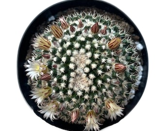 Medium Mammillaria Nejapensis, Silver Arrows Cactus, Live Succulent ...