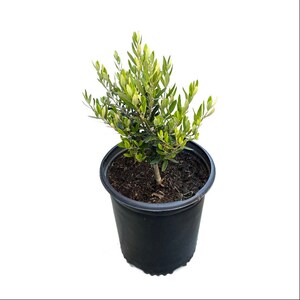 Little Ollie Dwarf Olive Tree 5 Gallon Olea Europaea Montra Live ...