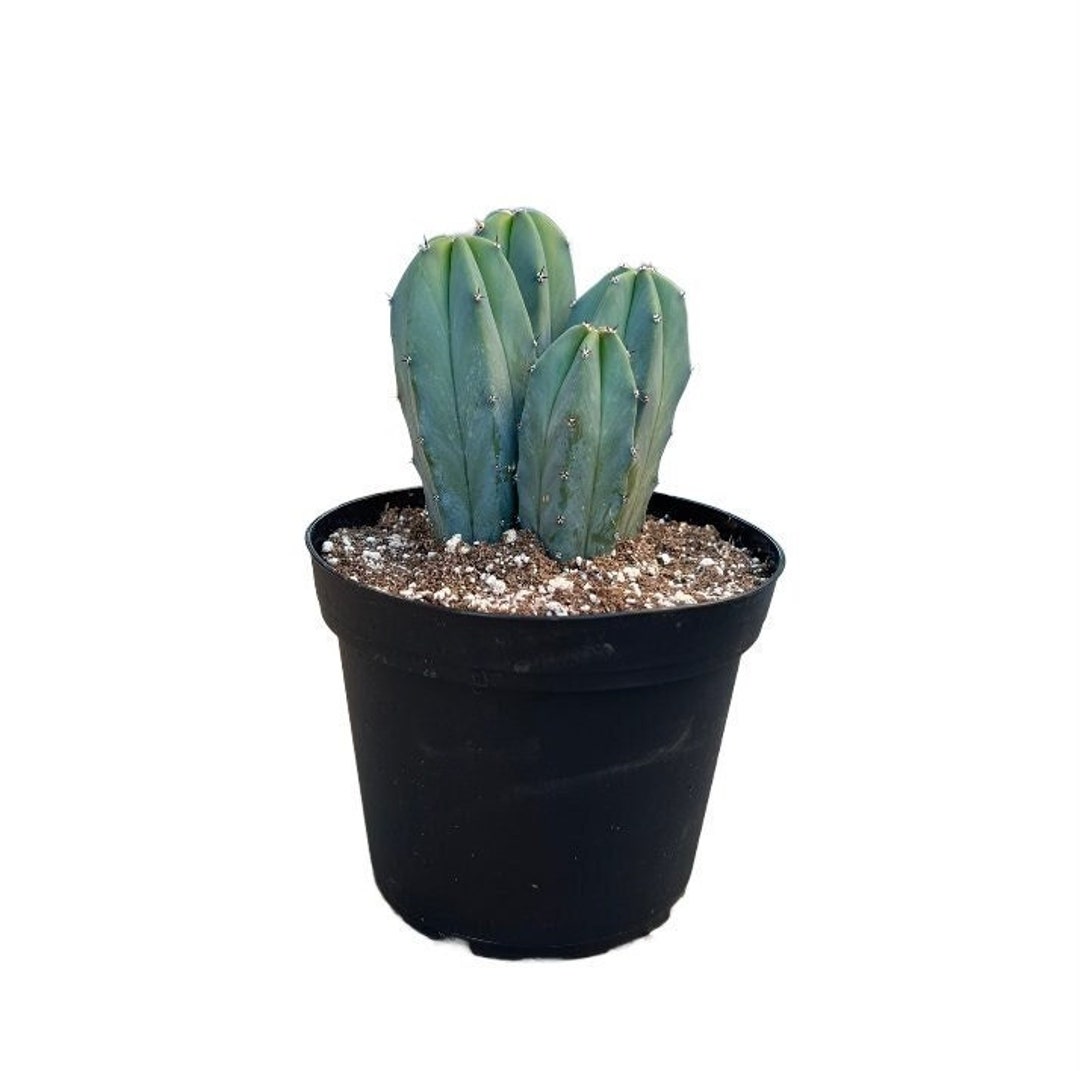 Blue Myrtle Cactus - 4 Cactus | 6 Inch | Myrtillocactus Geometrizans ...