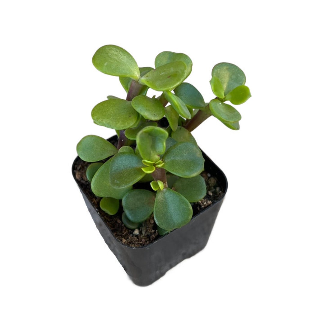 Minima Lilliput Elephant Bush 2 Inch Portulacaria Afra Minima Lilliput ...