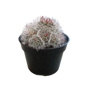 Powder Puff Cactus | 4 Inch | Mammillaria Bocasana | Live Cactus Plant ...