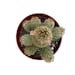 Fairy Castle Cactus 4 Inch Acanthocereus Tetragonus Live Cacti Plant ...