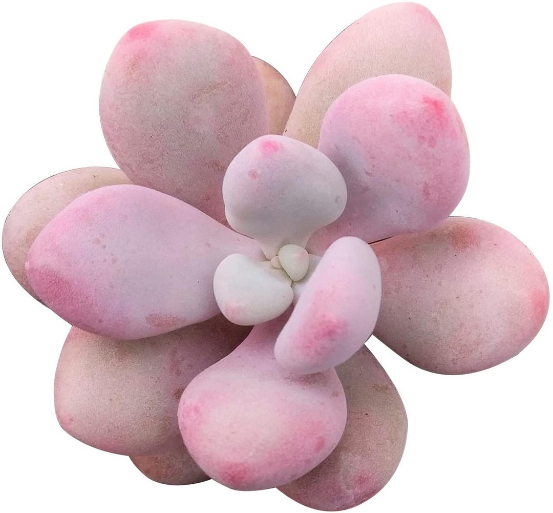 Moonstones PINK | 2 Inch | Pachyphytum Oviferum | Live Succulent Plant ...