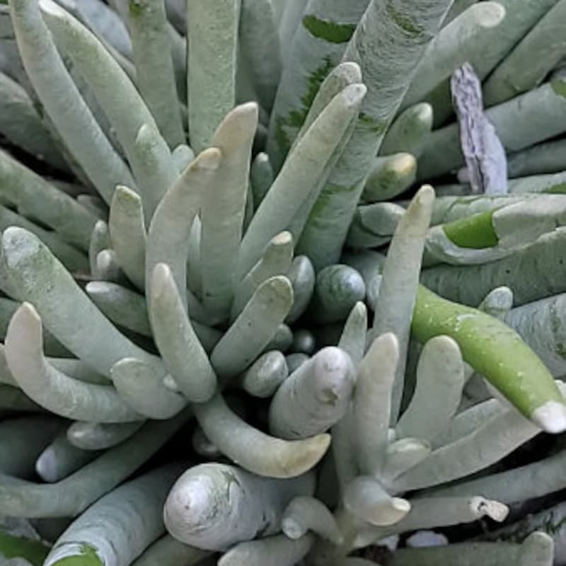 Silver Succulent - Etsy