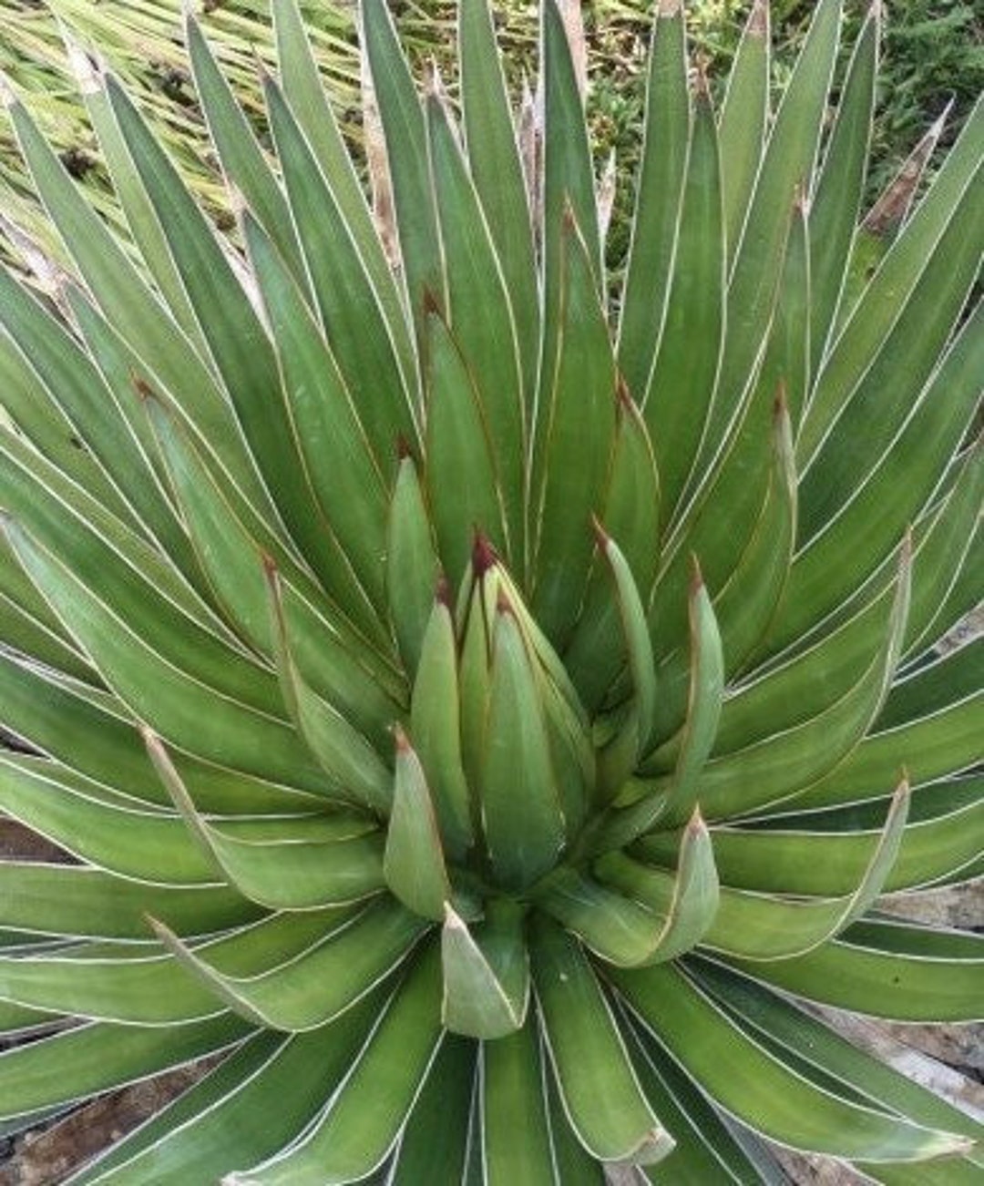 Agave Ocahui | 4 Inch | Live Succulent Plant | Cactus | Indoor Plant ...