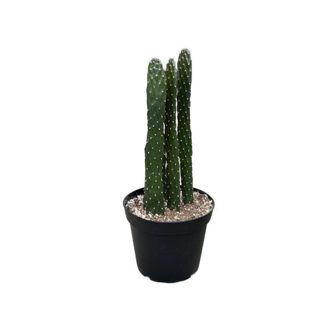 Road Kill Cactus - Multi Cactus | 6 Inch | Opuntia Consolea Rubescens ...