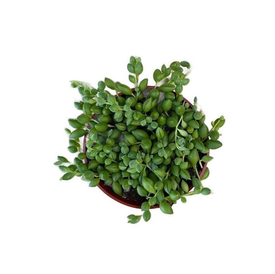String of Tears | 4 Inch | String of Raindrops | Live Succulent Plant ...