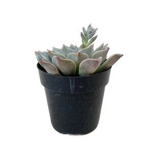 Taciveria Tasha | 2.5 Inch| Echeveria | Live Succulent Plant | Indoor ...