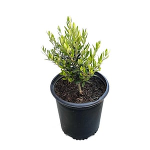 Little Ollie Dwarf Olive Tree | 5 Gallon | Olea Europaea Montra | Live ...