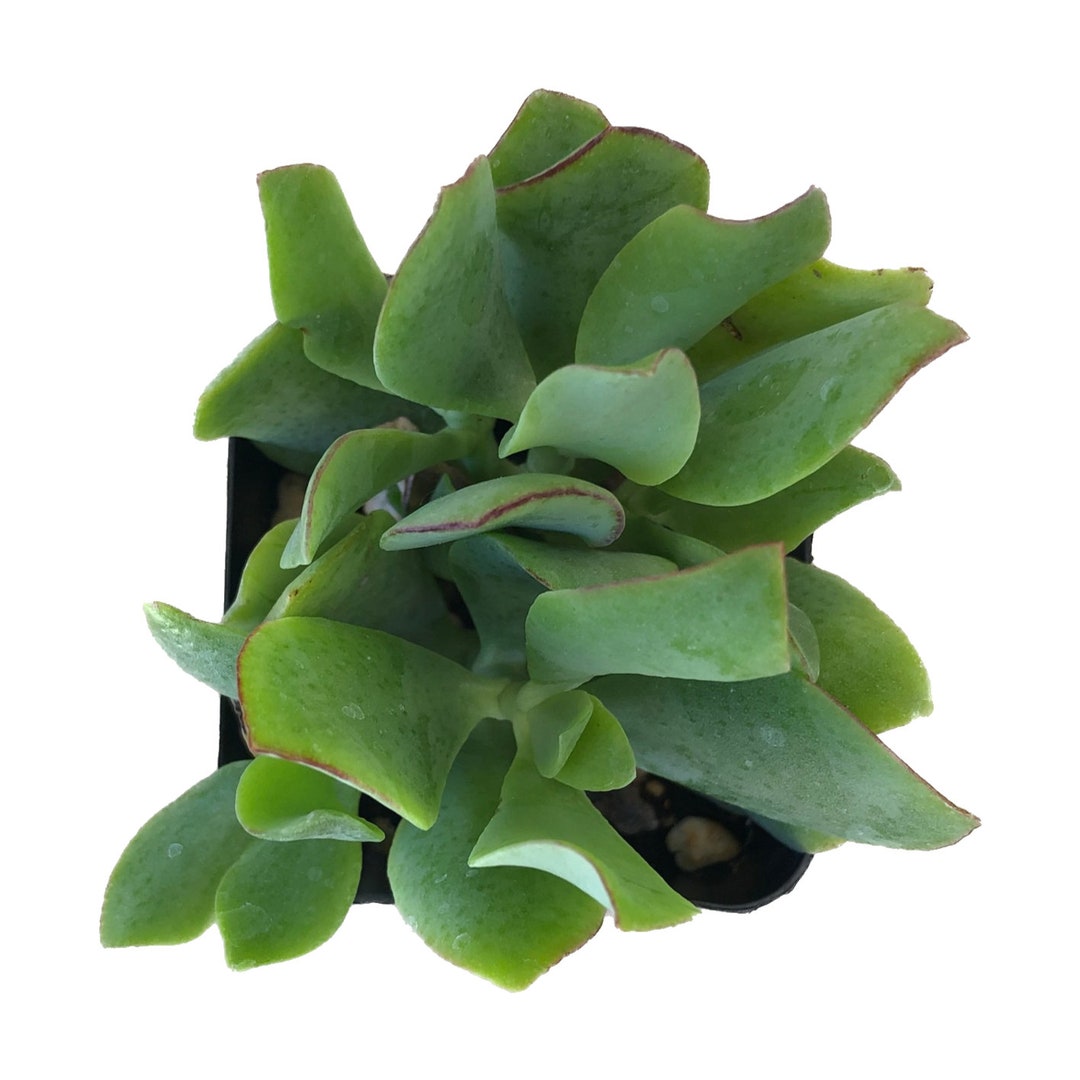 Ripple Jade | 2 Inch | Crassula Undulatifolia | Live Succulent Plant ...