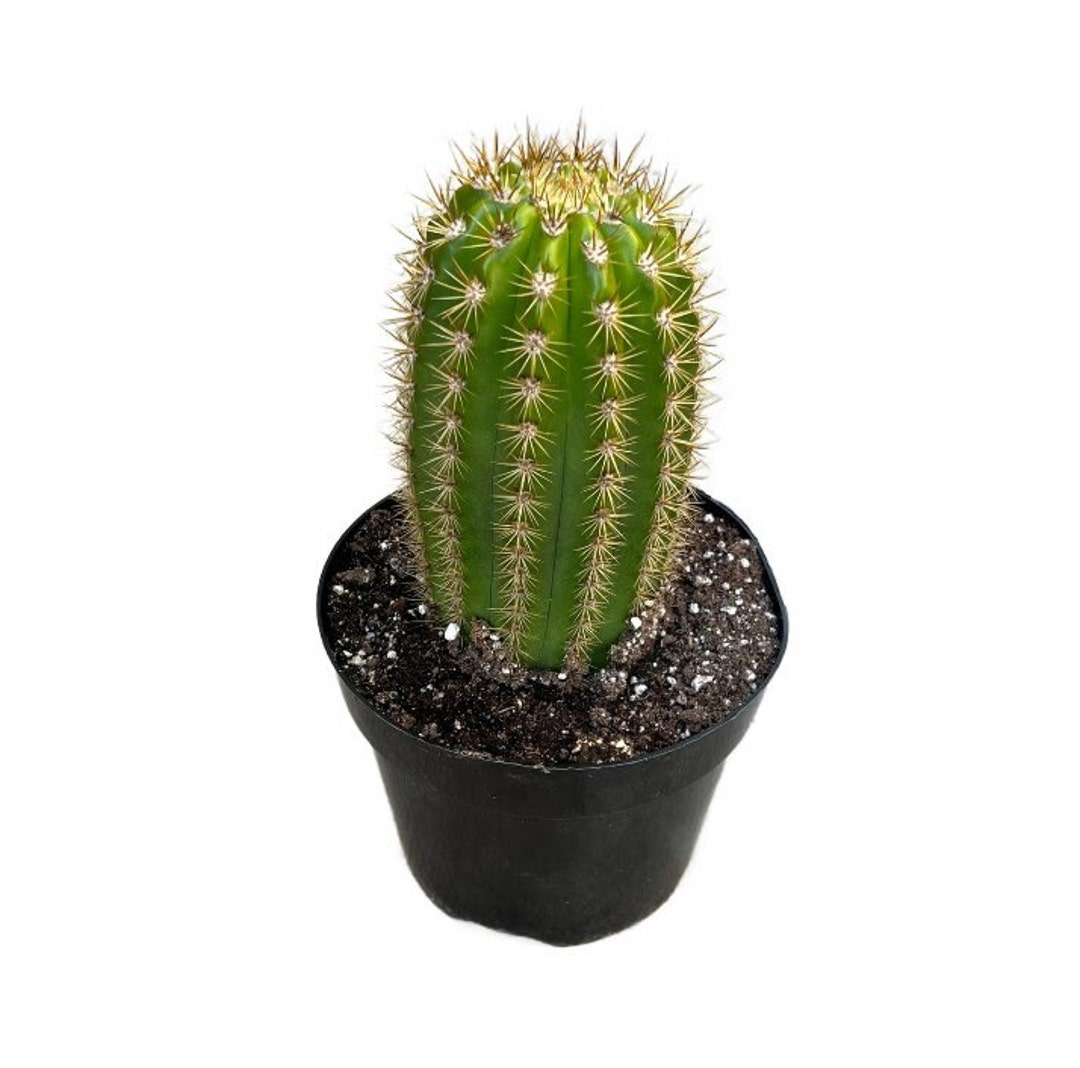 Sun Goddess Cactus | 8 Inch | Trichocereus | Live Cactus Plant ...