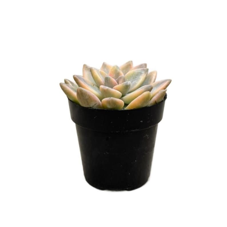 Jester | 2.5 Inch | Graptopetalum Paraguayense | Live Succulent Plant ...