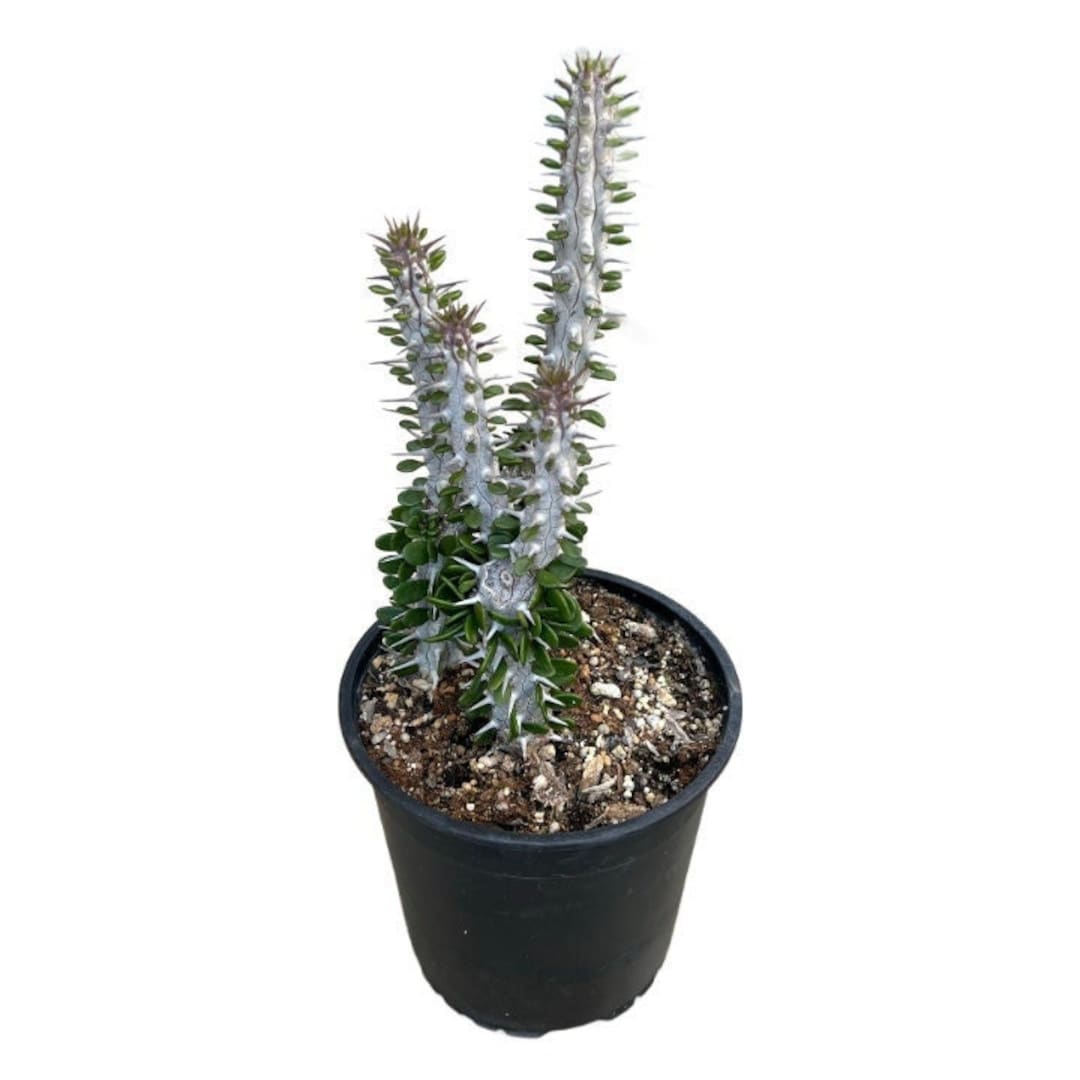 Alluaudia Procera | 1 Gallon | Madagascar Ocotillo | Live Succulent ...