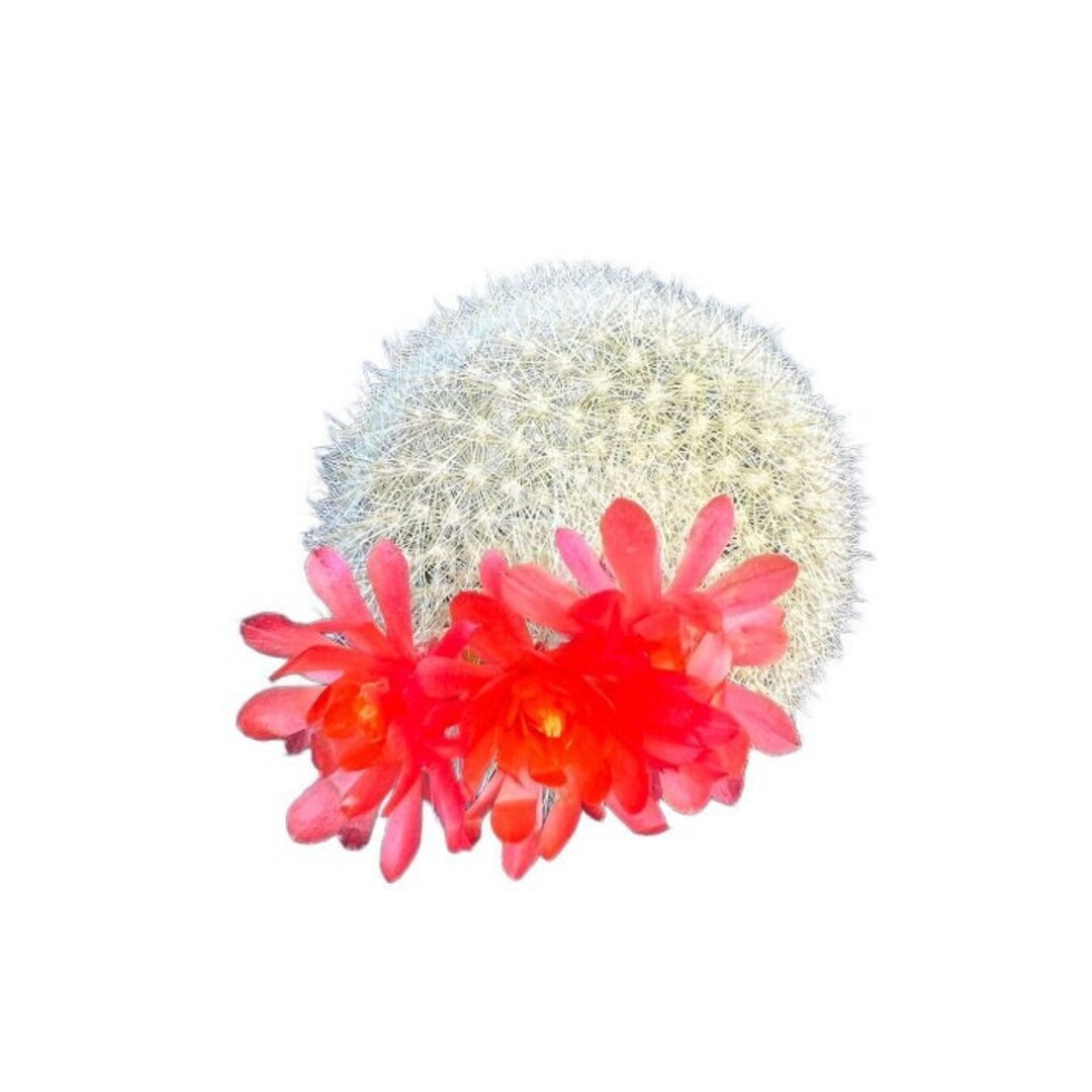 Scarlet Crown Cactus | 4 Inch | Live Cactus Plant | Succulent | Indoor ...