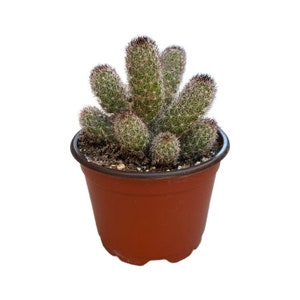 Mammillaria Sphacelata Ssp. Viperina | 4 Inch | Live Cacti Plant ...