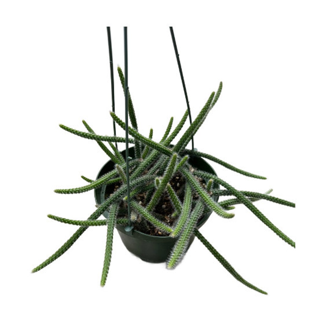 Rat Tail Cactus | 6 Inch | Aporocactus Flagelliformis | Cactus Cola De ...
