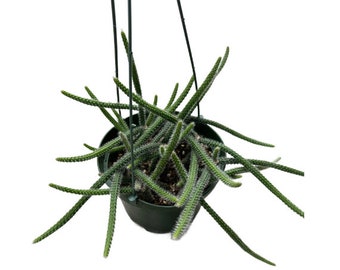 Aporocactus Flagelliformis “rat Tail Cactus” - Etsy