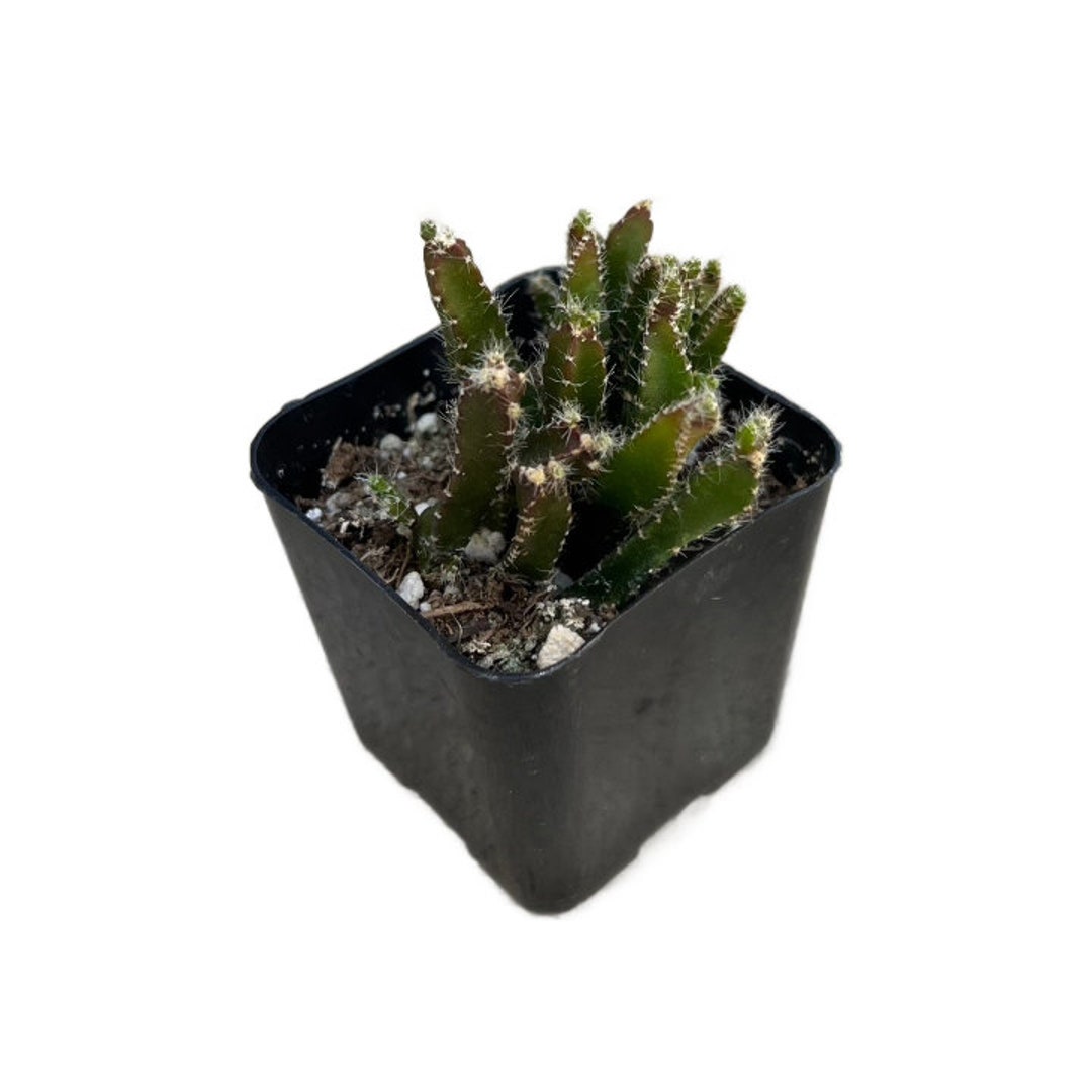 Chain Cactus 2 Inch Link Cactus Rhipsalis Paradoxa Live Cacti Plant ...