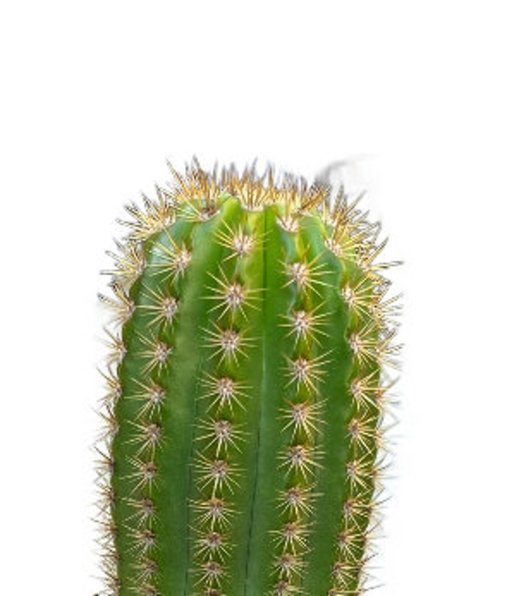 Sun Goddess Cactus 8 Inch Trichocereus Live Cactus Plant Succulent ...