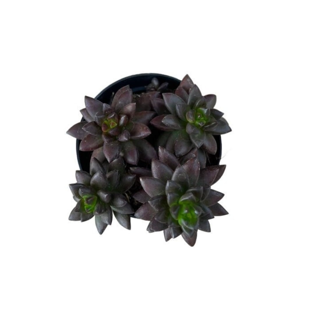 Jet Beads | 2.5 Inch | Sederveria Hybrid | Live Succulent Plant ...