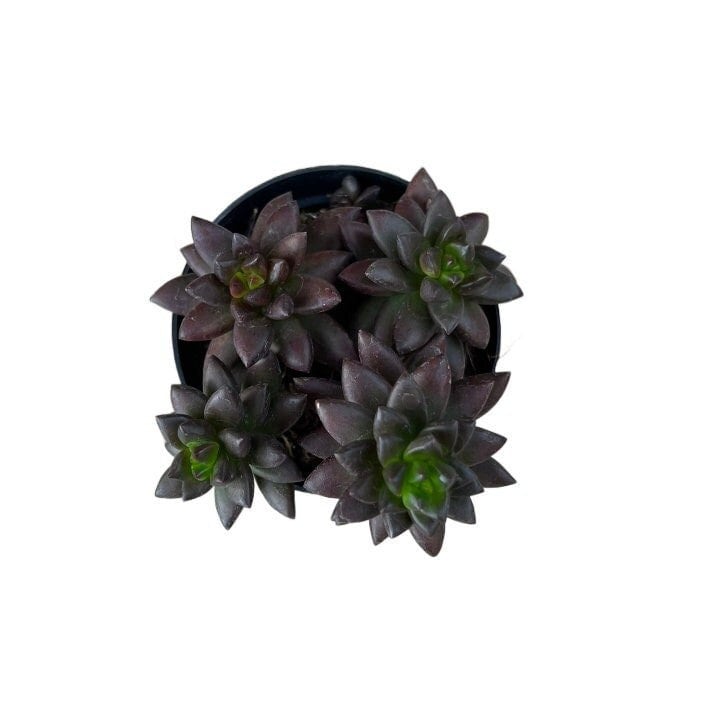Jet Beads | 2.5 Inch | Sederveria Hybrid | Live Succulent Plant ...