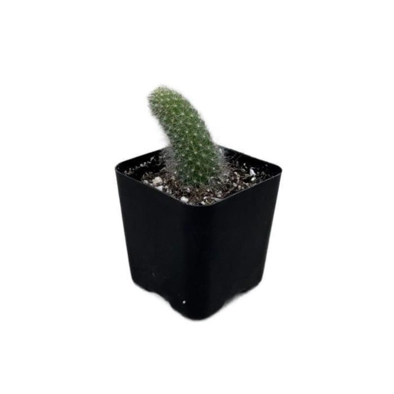 2 Monkey Tail - Etsy