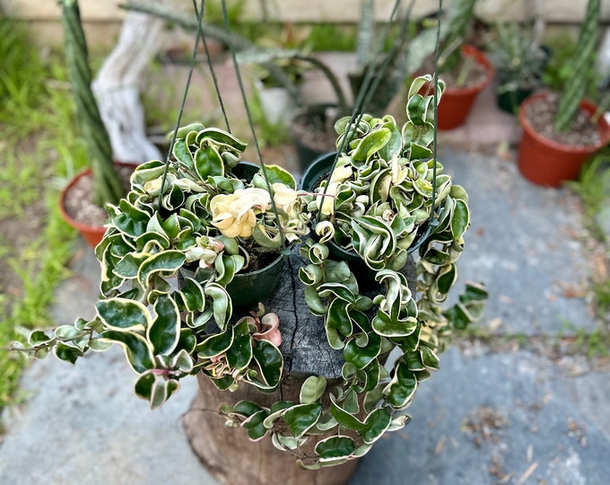 Hoya Keysii hoya Australis 1yo Plant With 5-6 Leaves Well Rooted, Sent ...