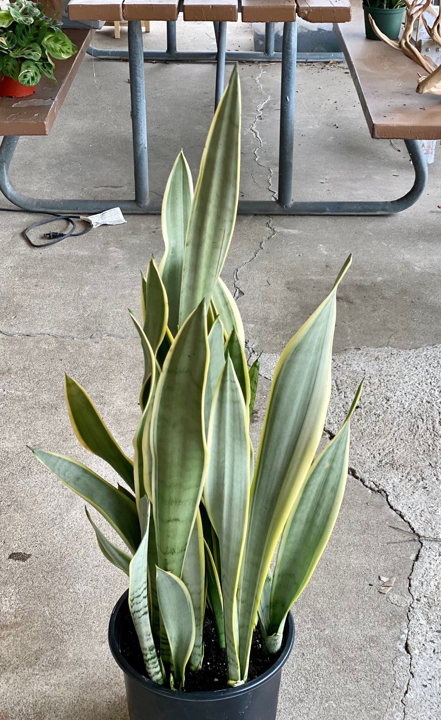 Sansevieria Silver Laurentii