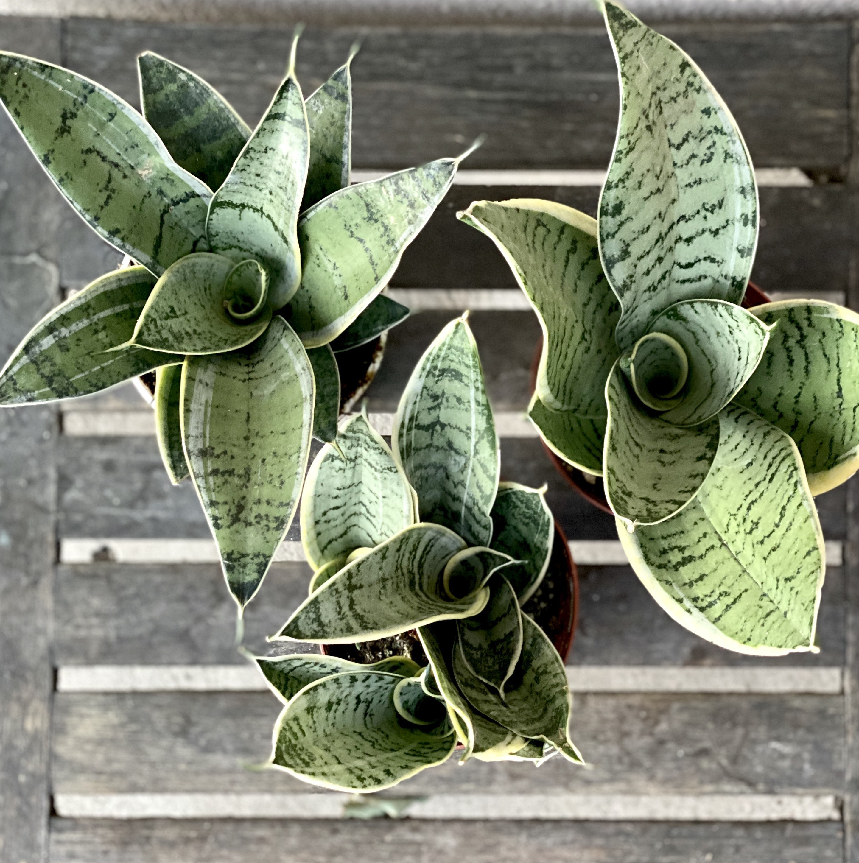 Sansevieria Hahnii silver Star 4-inch Plastic Grow Pot - Etsy