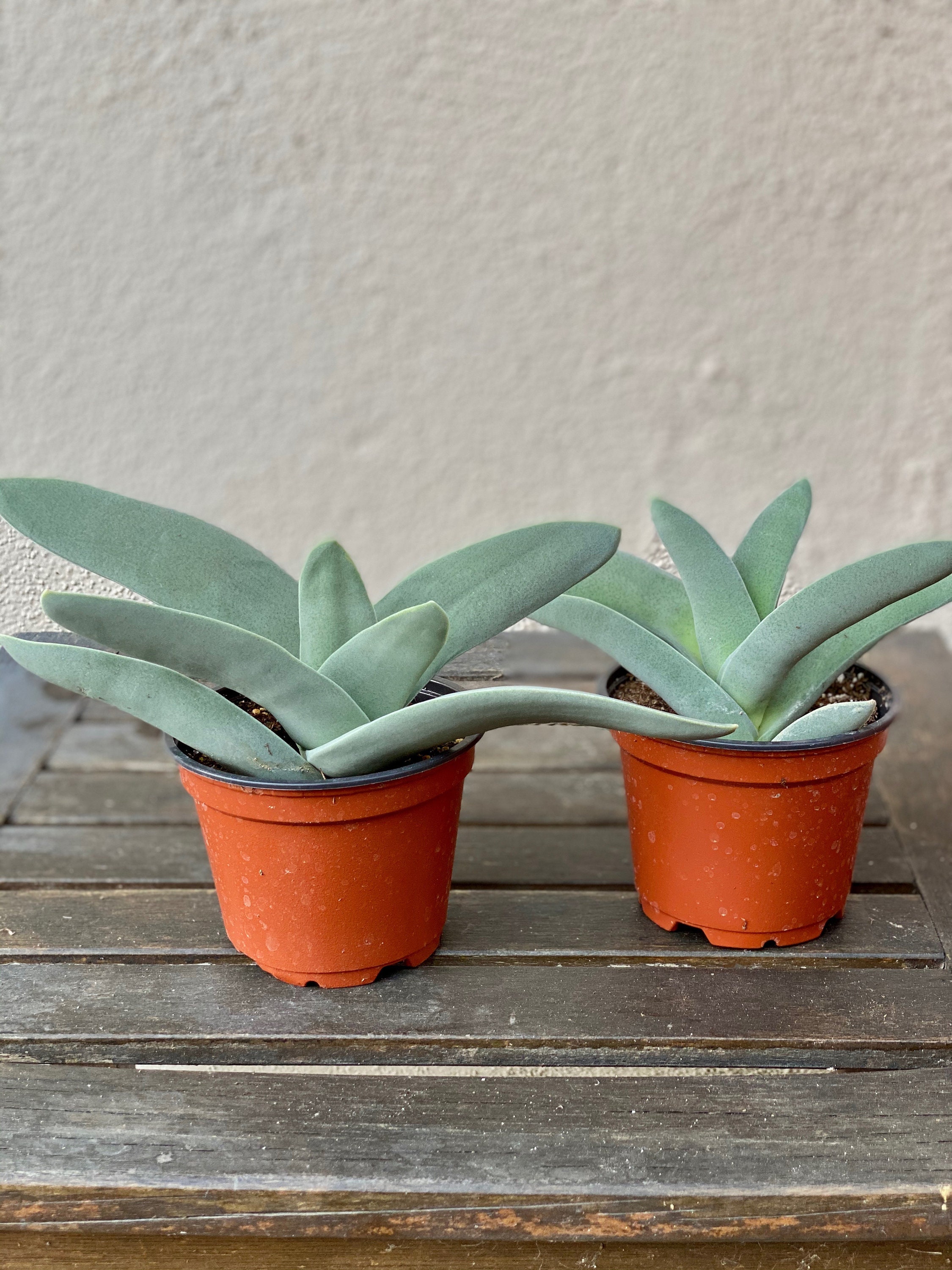 Propeller Plant 4-inch Plastic Grow Pot Included LIVE | Etsy