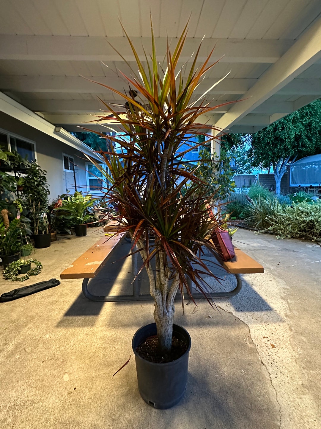 Dracaena Magenta Character Stump rare 10-inch 5 Gallon Plastic Grow Pot ...