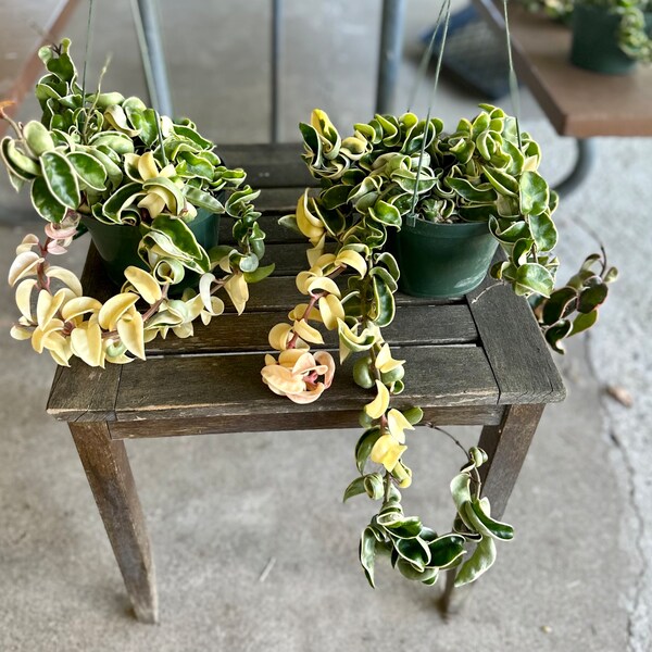 Hindu Rope Variegated - Etsy