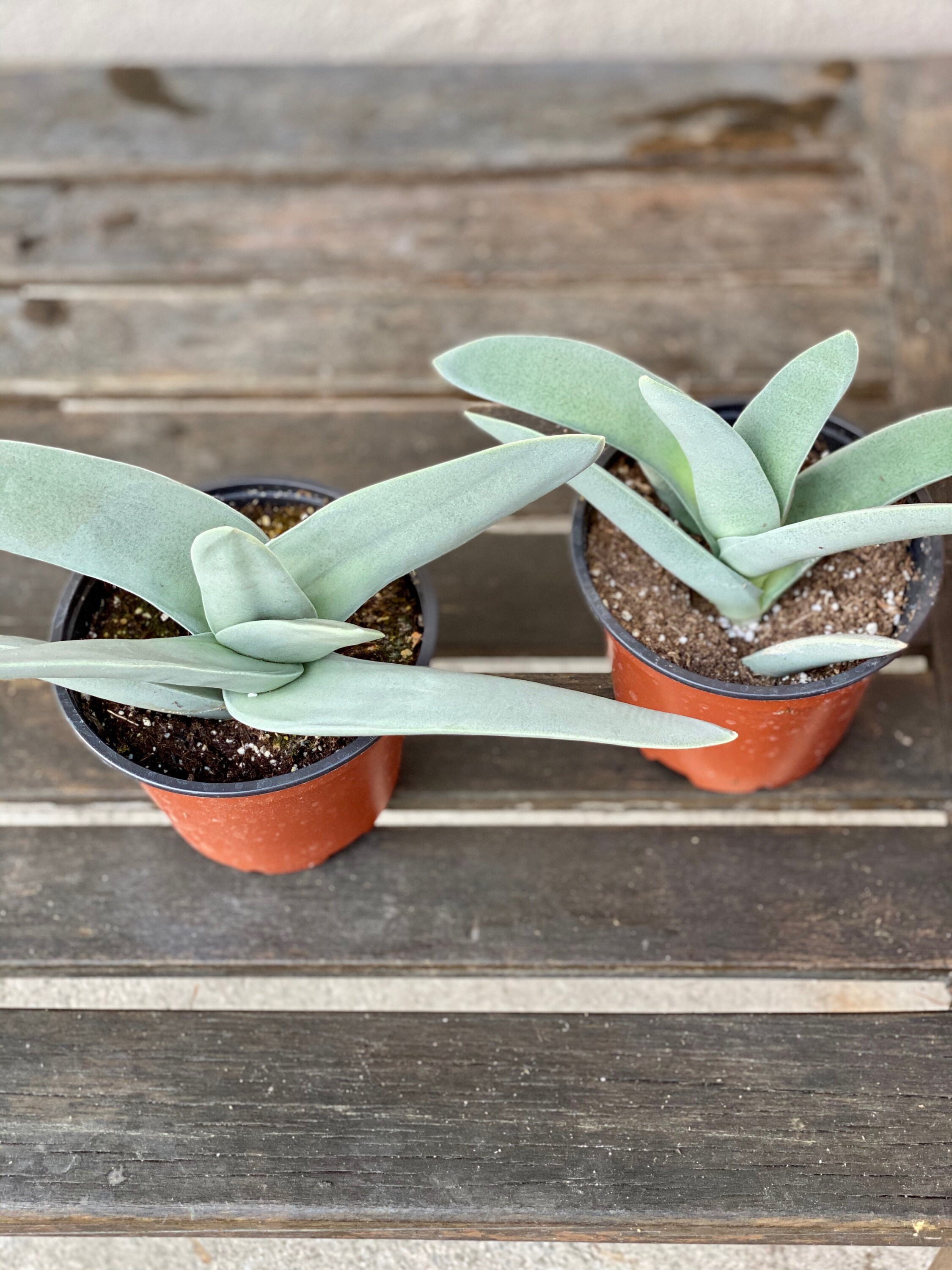 Propeller Plant 4-inch Plastic Grow Pot Included LIVE | Etsy