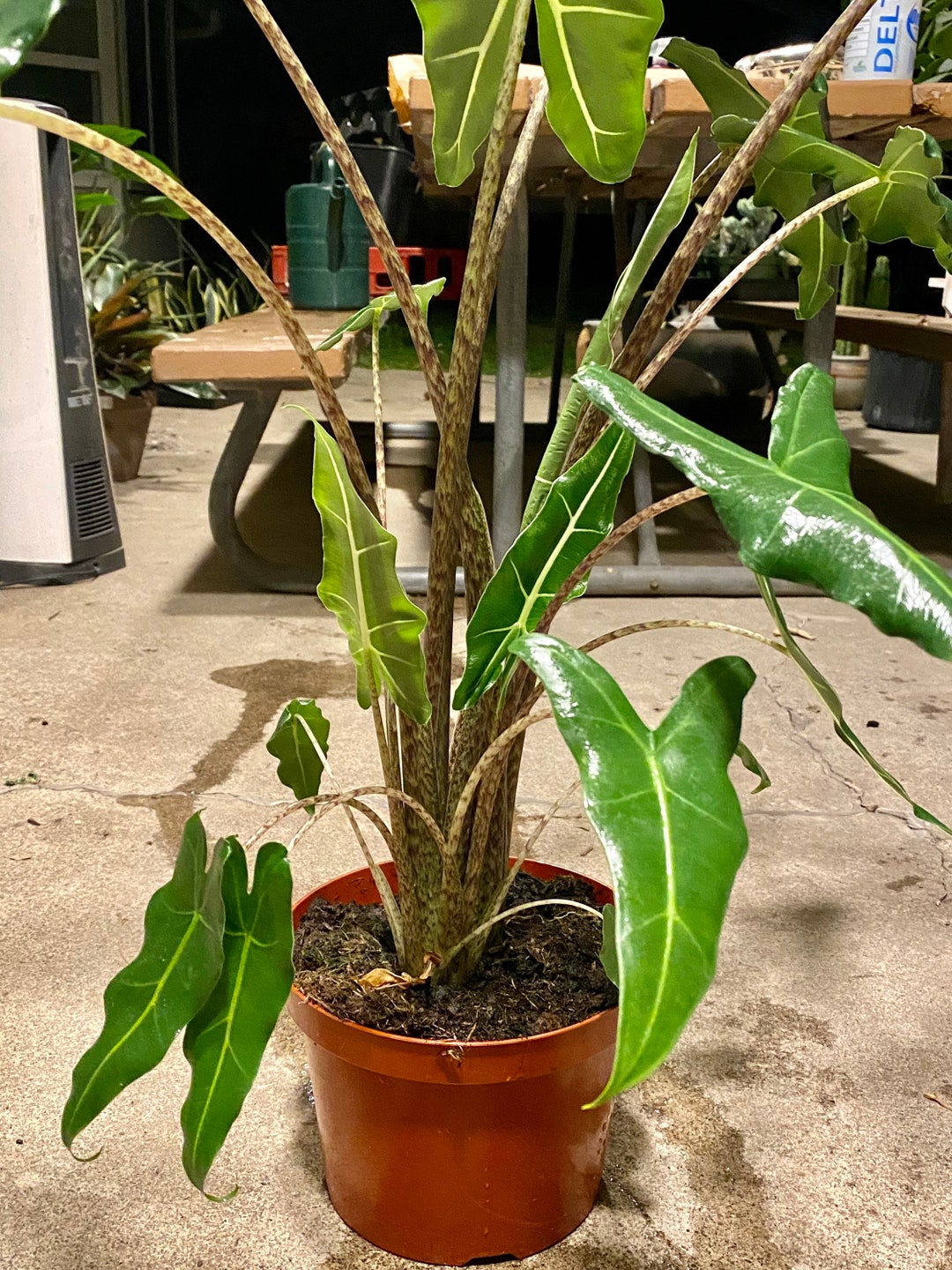 Alocasia Sarian rare XL 8 Plastic Grow Pot Included - Etsy