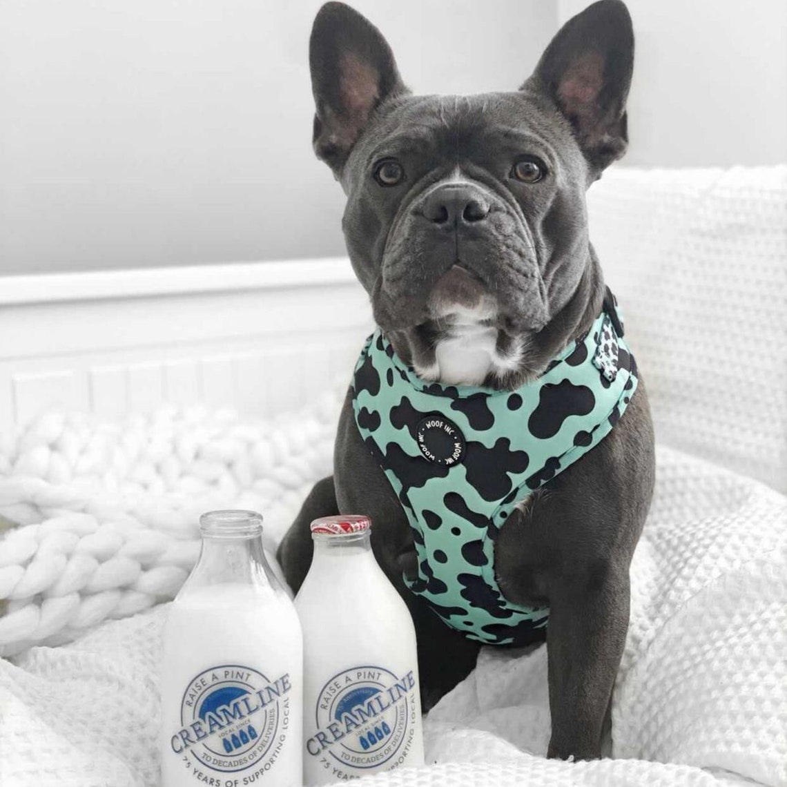 Mint Cow Print Harness Bundle Cow Print Dog Harness Small | Etsy