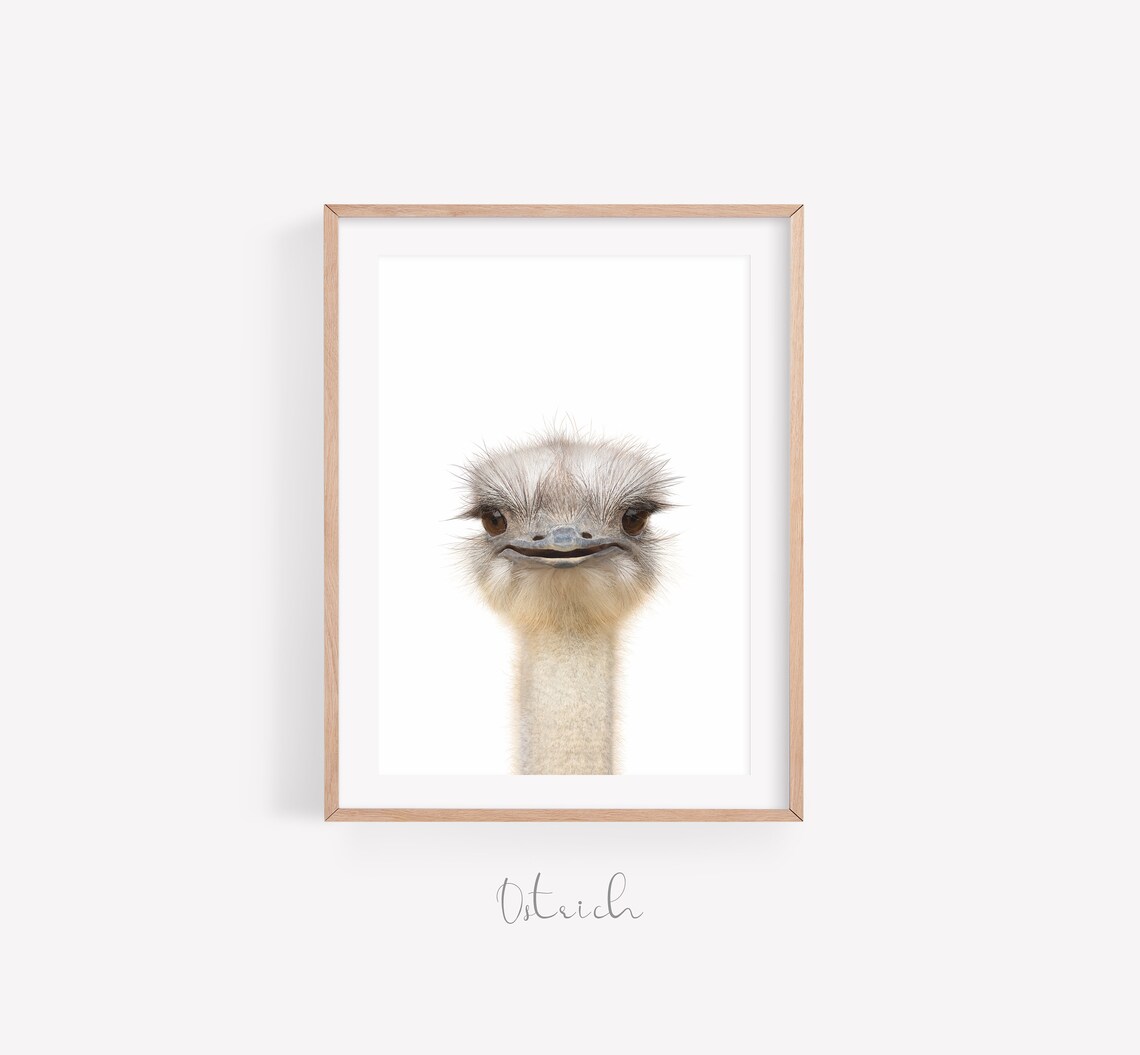 Ostrich Print Ostrich Wall Art Ostrich Photography Ostrich - Etsy