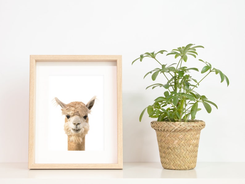 Alpaca Print, Alpaca Portrait, Animal Nursery Art, Nursery Wall Art - Etsy