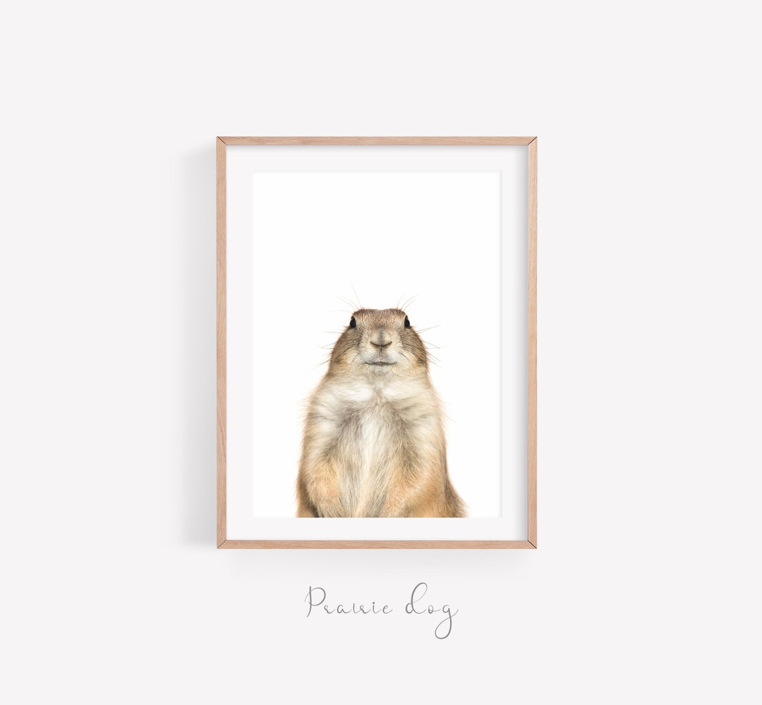 Prairie Dog Print, Prairie Dog Poster, Prairie Dog Art Print, Animal ...