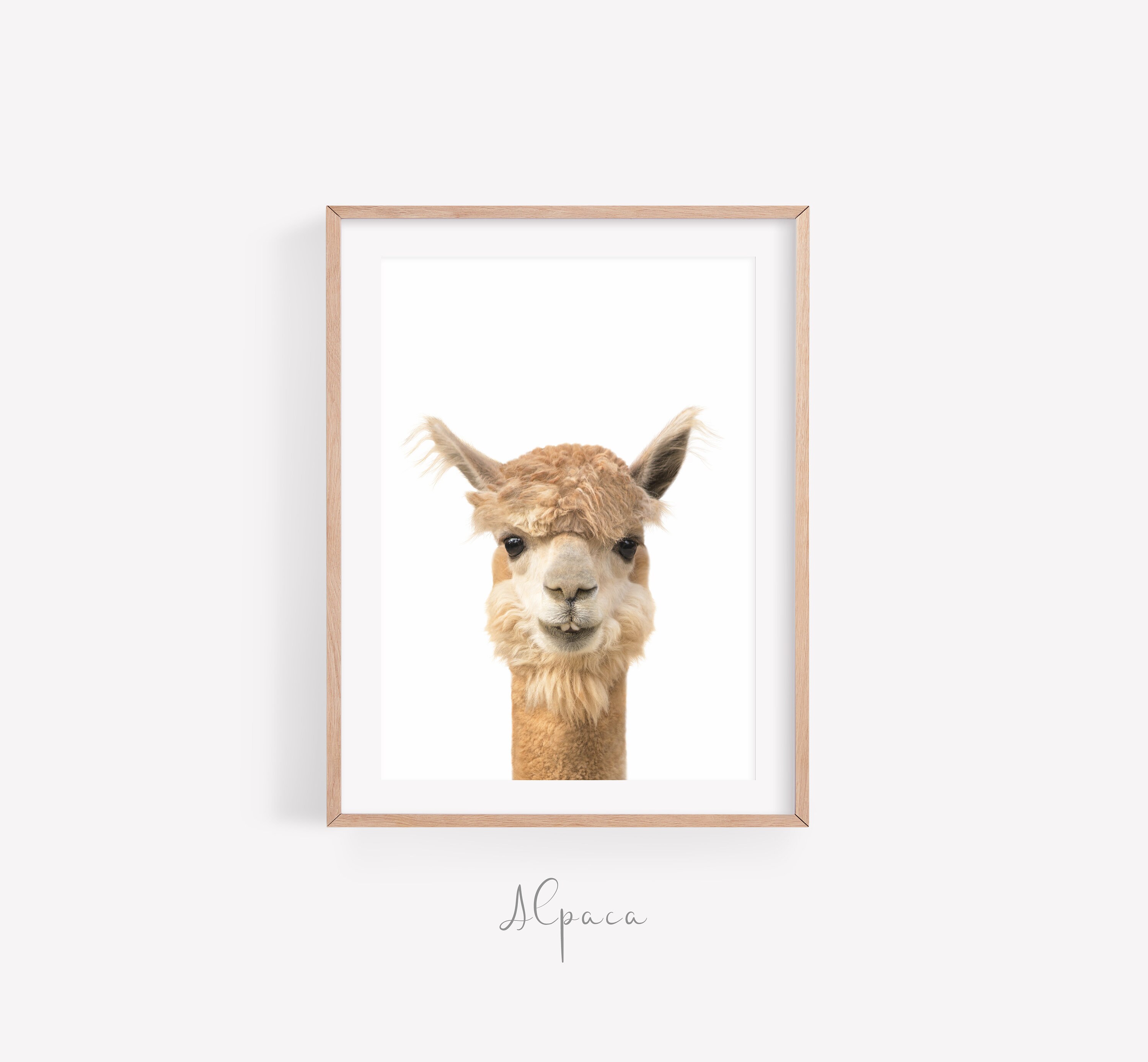 Alpaca Print, Alpaca Portrait, Animal Nursery Art, Nursery Wall Art - Etsy