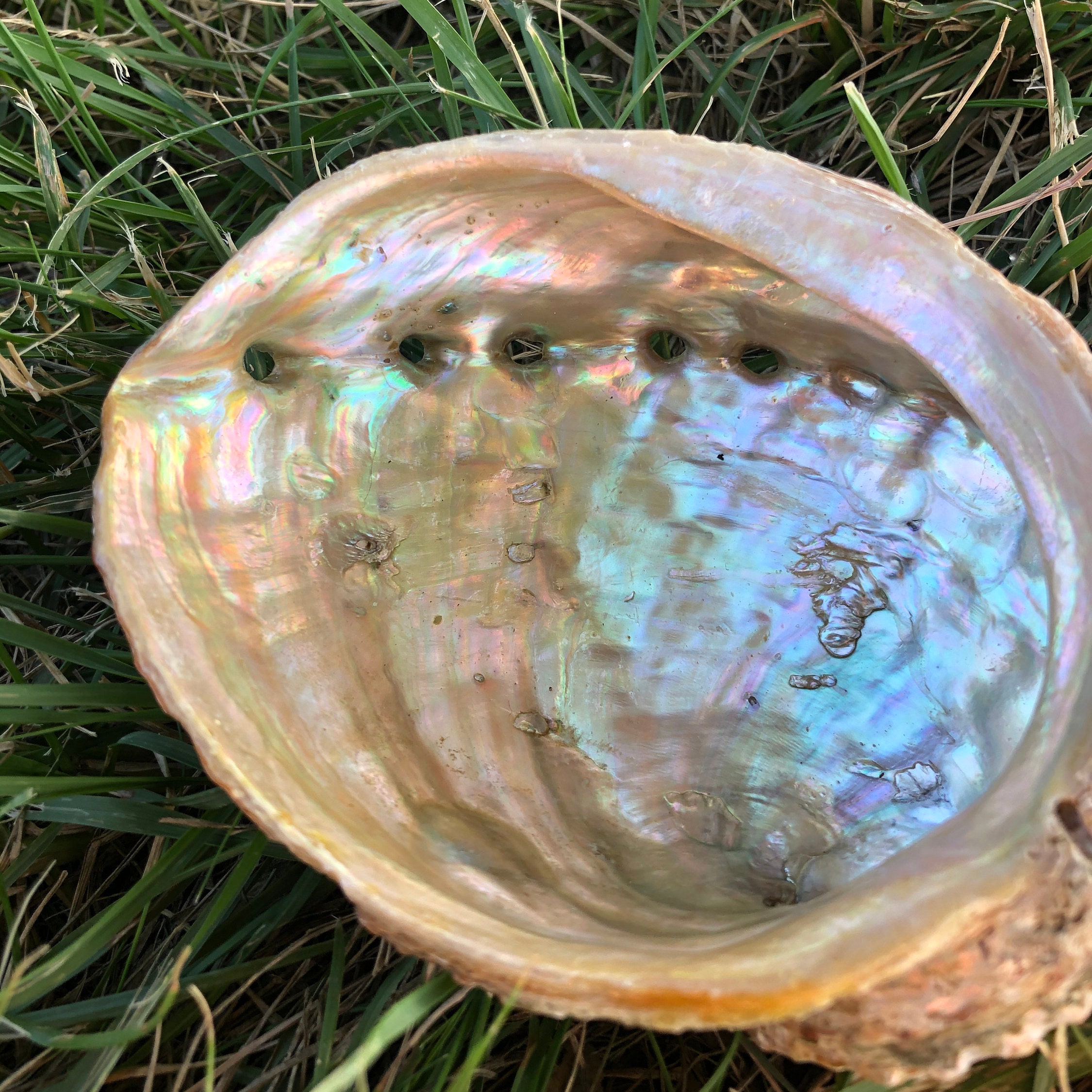 4-5 inches Green Abalone Sea Shell One Side Polished Beach | Etsy