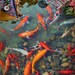 3D Red Goldfish 4090 Floor Wallpaper Murals Self-adhesive Removable ...