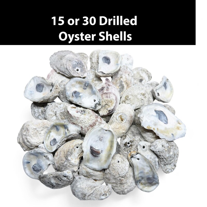 Hanging Shells Oyster - Etsy