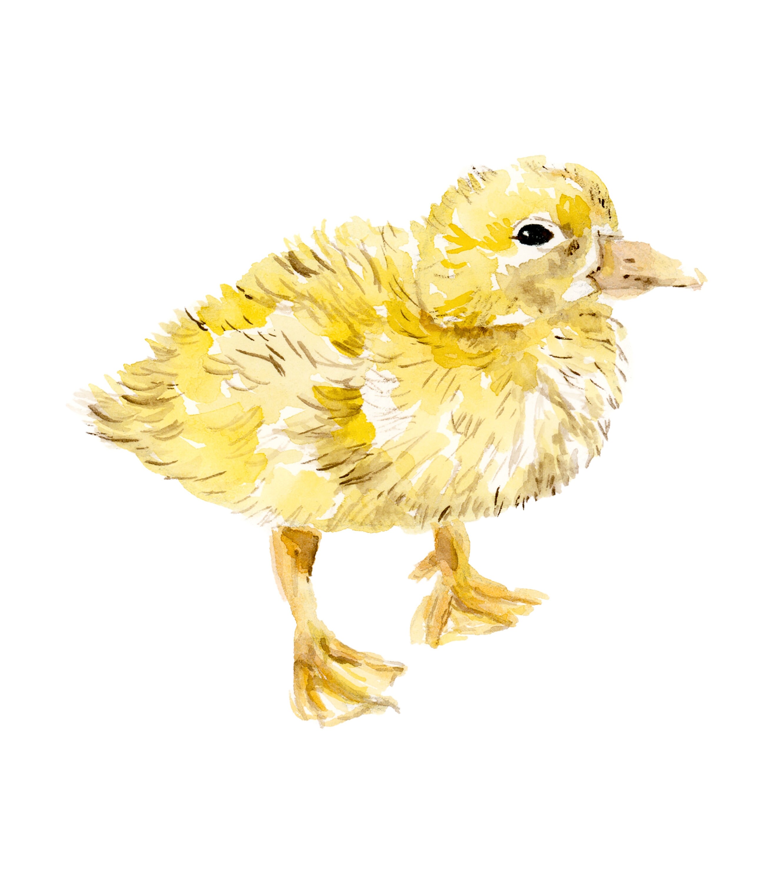 Watercolor Duckling Print Duck Art Duckling Painting Ducky Farm Animal ...