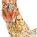 Watercolor Chicken Print Chicken Art Chicken Painting - Etsy